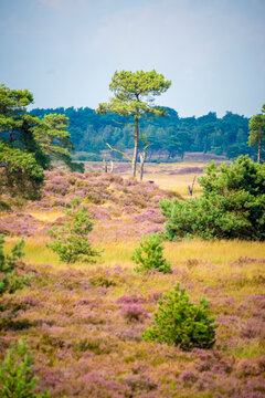รูปภาพ"Heide – เลือกดูภาพถ่ายสต็อก เวกเตอร์ และวิดีโอ45,497 | Adobe Stock
