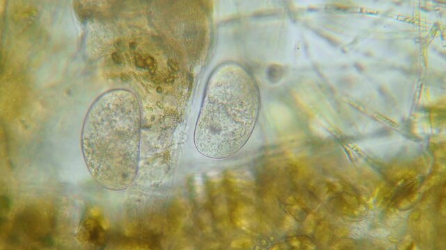 Unicellular Organisms Under A Microscope
