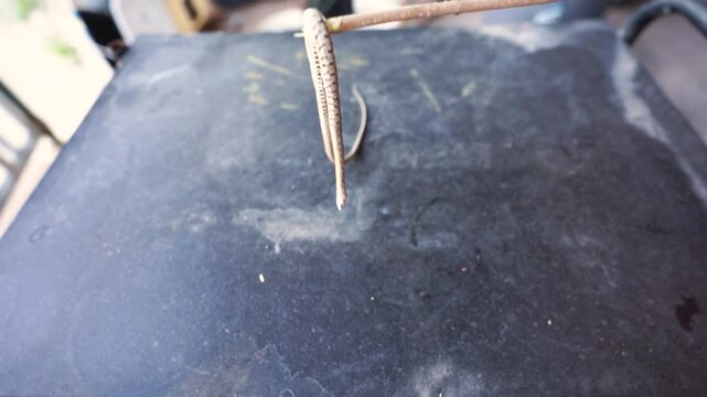 "Dead Snake" Imagens – Procure 136 fotos, vetores e vídeos | Adobe Stock