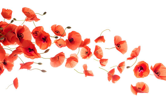 Falling Poppy Petals