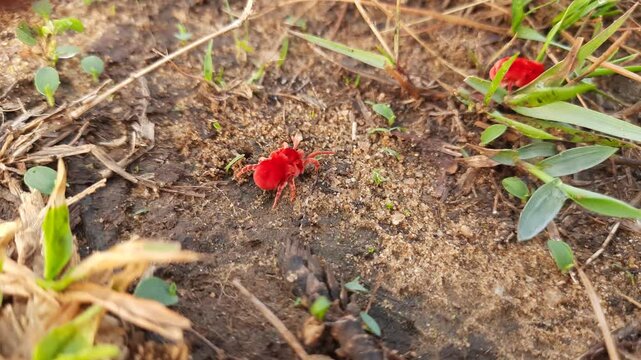 "Red Bugs" Images – Browse 3,792 Stock Photos, Vectors, and Video ...