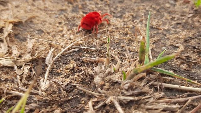 "Red Bugs" Images – Browse 3,792 Stock Photos, Vectors, and Video ...