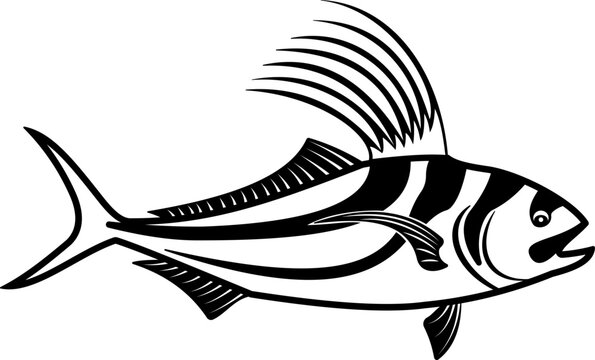 Roosterfish Images – Browse 260 Stock Photos, Vectors, and Video ...