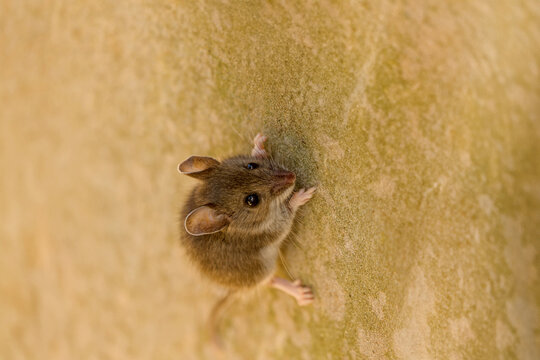 Deer Mouse Baby
