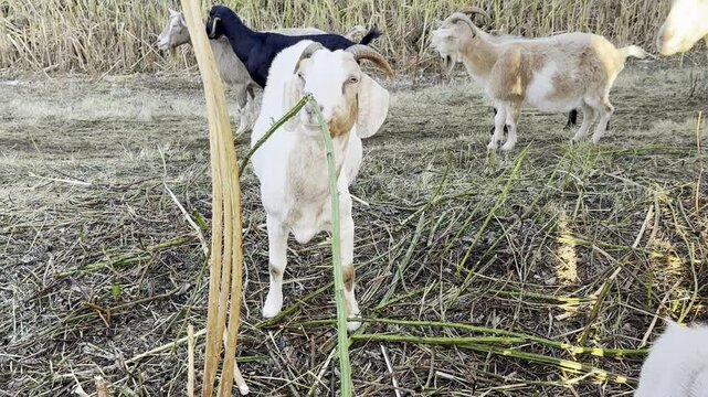 "Boer Goats"-Bilder: Stock-Fotos & -Videos. | Adobe Stock