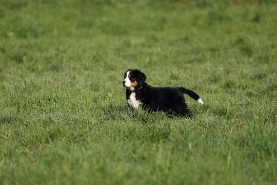 「Caniforms」の写真素材 | 5,130件の無料イラスト画像 | Adobe Stock