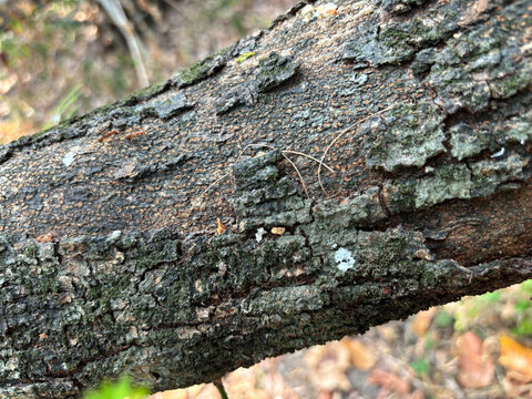 Tree Bark Texture Vector Images – Browse 20,582 Stock Photos, Vectors ...