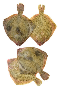 "Psetta Maxima" Images – Browse 3,157 Stock Photos, Vectors, and Video ...