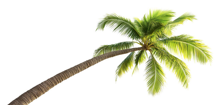 Palm Tree Cutout Images – Browse 38,568 Stock Photos, Vectors, and ...