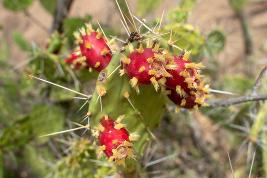 "Opuntia Ficus-Indica" Images – Browse 41,612 Stock Photos, Vectors ...