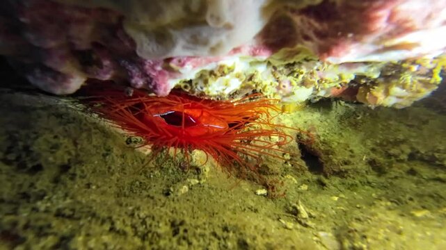 "Saltwater Clam" Images – Browse 130 Stock Photos, Vectors, and Video ...