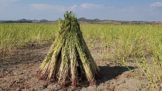 Imágenes de Sesame Plant: descubre bancos de fotos, ilustraciones ...