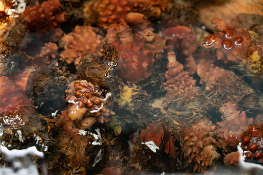 "Sea Pineapple" Images – Browse 462 Stock Photos, Vectors, and Video ...