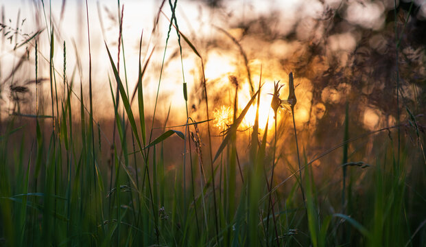 "Country Sunset" Images – Browse 227 Stock Photos, Vectors, and Video ...