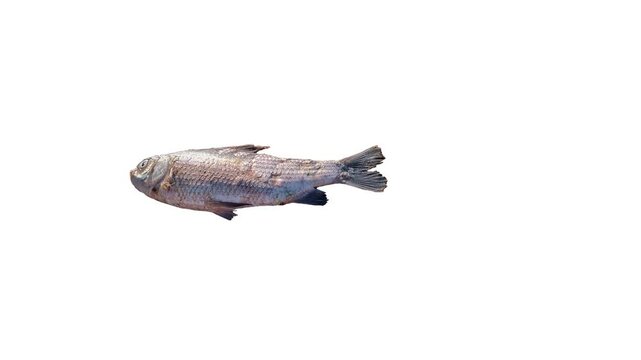 "River Fish" Images – Browse 10,540 Stock Photos, Vectors, and Video ...