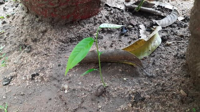 Asopalav Images – Browse 252 Stock Photos, Vectors, and Video | Adobe Stock