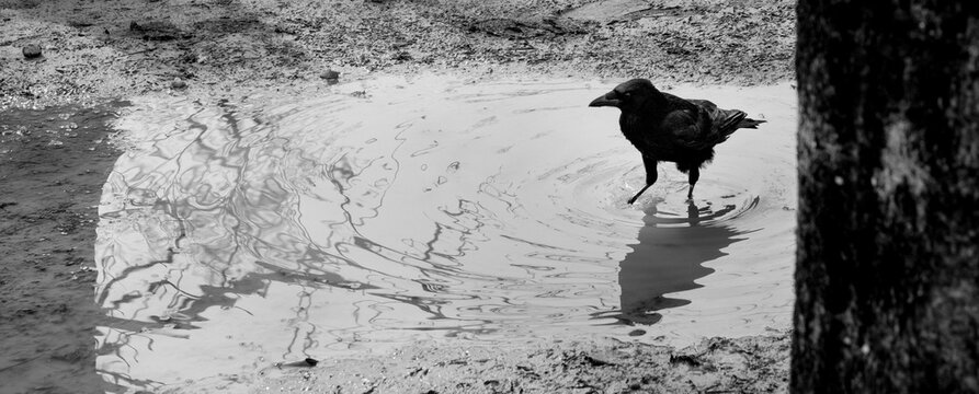 「Lugubre」の写真素材 | 1,113件の無料イラスト画像 | Adobe Stock