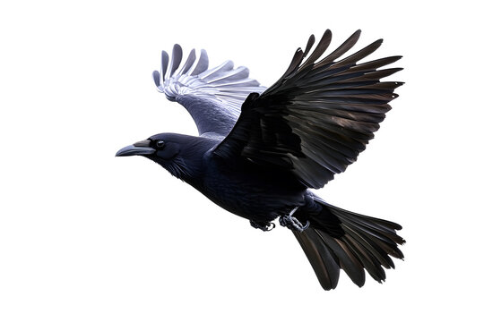 รูปภาพ"Crow – เลือกดูภาพถ่ายสต็อก เวกเตอร์ และวิดีโอ327,316 | Adobe Stock