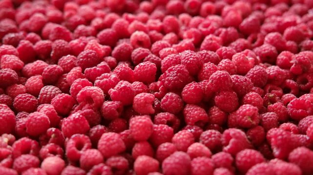 Imágenes de "Raspberry Background": descubre bancos de fotos ...