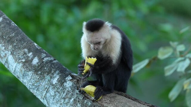 Capucinus Images – Browse 1,339 Stock Photos, Vectors, and Video ...