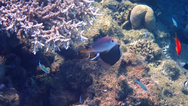 "Trigger Fish" Images – Browse 7,818 Stock Photos, Vectors, and Video ...