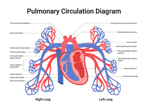 "Pulmonary Circulation" Images – Browse 599 Stock Photos, Vectors, and ...