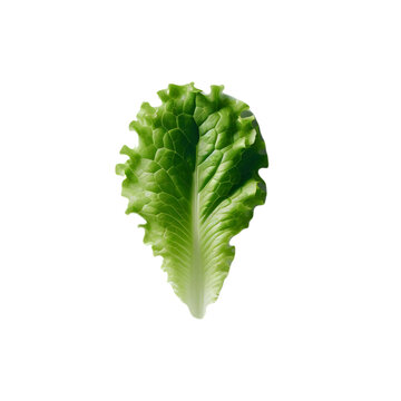 "Lettuce Top View" Images – Browse 44 Stock Photos, Vectors, and Video ...