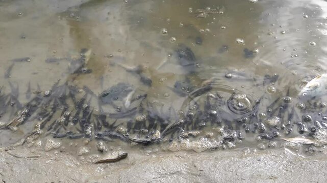 "Fish Kill" Images – Browse 1,299 Stock Photos, Vectors, and Video ...