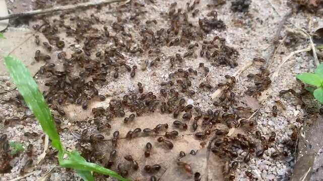 "Termite Damage" Images – Browse 232 Stock Photos, Vectors, and Video ...