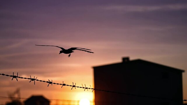 Bird Release Images – Browse 291,542 Stock Photos, Vectors, and Video ...