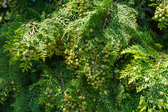 "Port Orford Cedar" Images – Browse 879 Stock Photos, Vectors, and ...