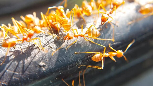 "Fire Ants" Images – Browse 20,593 Stock Photos, Vectors, and Video | Adobe Stock