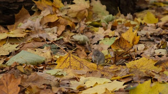 "Common Field Mouse" Imagens – Procure 2,036 fotos, vetores e vídeos ...