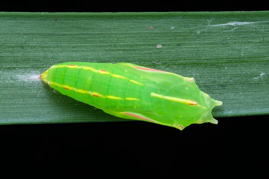 รูปภาพPupate – เลือกดูภาพถ่ายสต็อก เวกเตอร์ และวิดีโอ1,699 | Adobe Stock