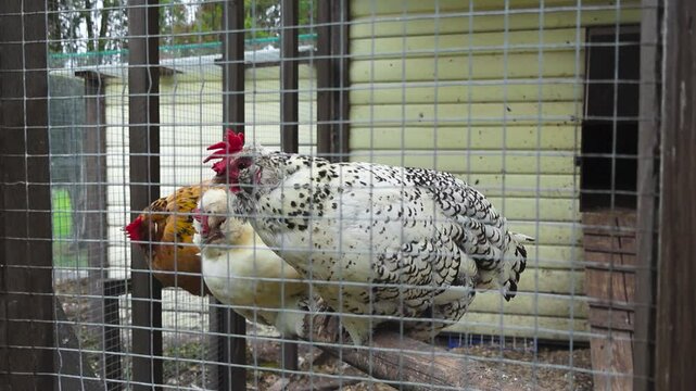 Chicken Wire Background Images – Browse 2,527 Stock Photos, Vectors ...