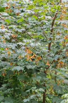 "Maple Keys" Images – Browse 208 Stock Photos, Vectors, and Video ...