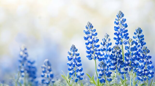Bluebonnet Background Images – Browse 5,275 Stock Photos, Vectors, and ...
