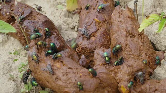 "Human Feces" Images – Browse 795 Stock Photos, Vectors, and Video ...