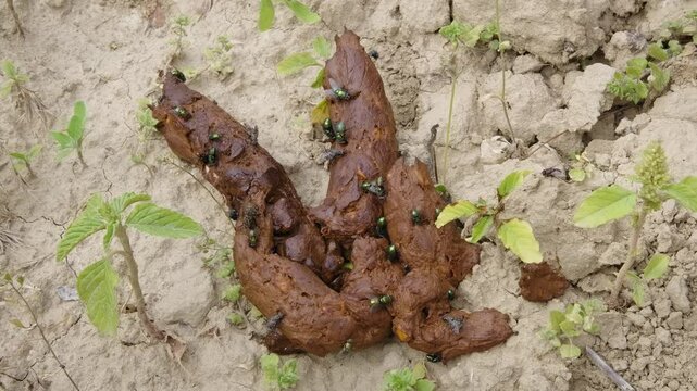 "Human Feces" Images – Browse 763 Stock Photos, Vectors, and Video ...