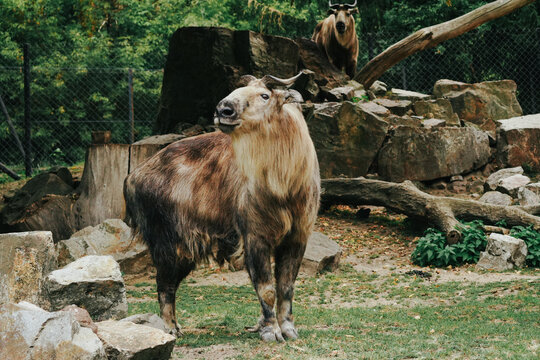 "Sichuan Takin" Images – Browse 275 Stock Photos, Vectors, and Video ...