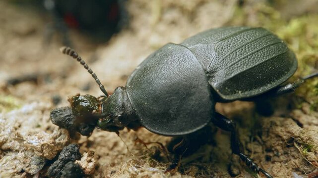 Silpha Images – Browse 64 Stock Photos, Vectors, and Video | Adobe Stock