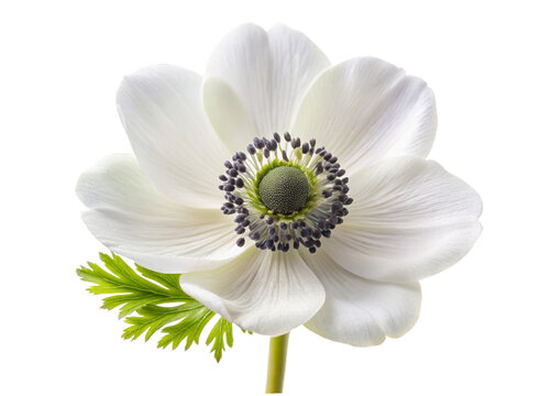 "Transparent Flower" Images – Browse 2,460 Stock Photos, Vectors, and ...