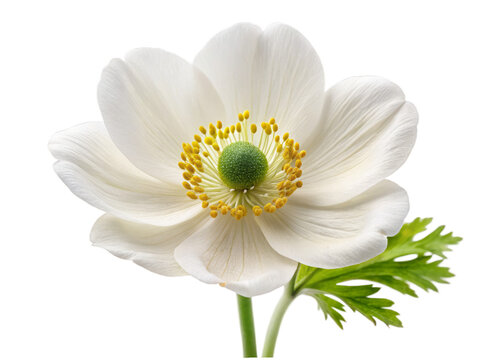 "Transparent Flower" Images – Browse 2,460 Stock Photos, Vectors, and ...