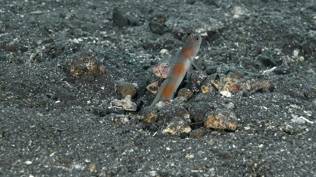 "Pistol Shrimp"-Bilder: Stock-Fotos & -Videos. | Adobe Stock