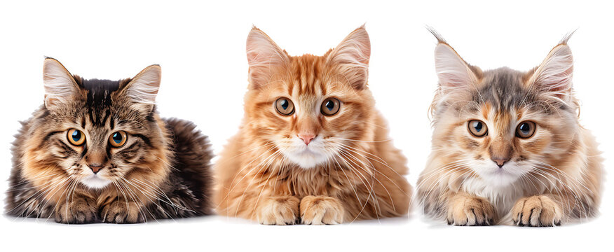 "Red Cats" Images – Browse 173 Stock Photos, Vectors, and Video | Adobe ...