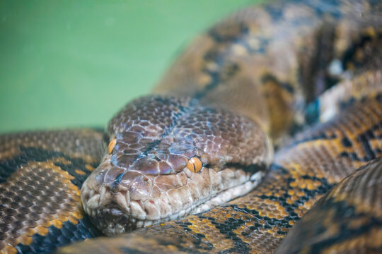 "Asiatic Reticulated Python" Images – Browse 2,333 Stock Photos ...
