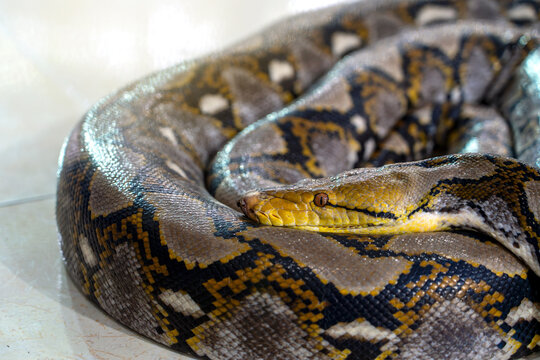 "Asiatic Reticulated Python" Images – Browse 2,333 Stock Photos ...
