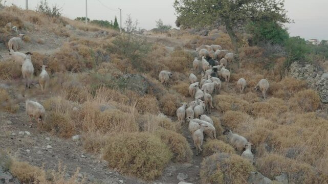 "Sheep In Field"-Bilder: Stock-Fotos & -Videos. | Adobe Stock