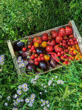 Eric Isselée 写真、画像、アセット | Adobe Stock