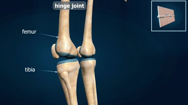"Hinge Joint" Images – Browse 389 Stock Photos, Vectors, and Video ...